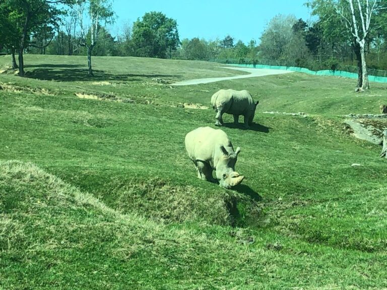 Zoo Safari Park di Pombia in difficoltà, sopralluogo della Provincia di ...