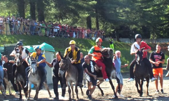 Palio degli asini, la Lav diffida nuovamente Serravalle