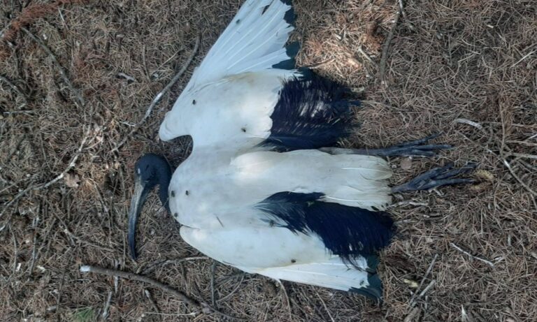Ibis sacri, cresce la protesta contro il piano abbattimenti